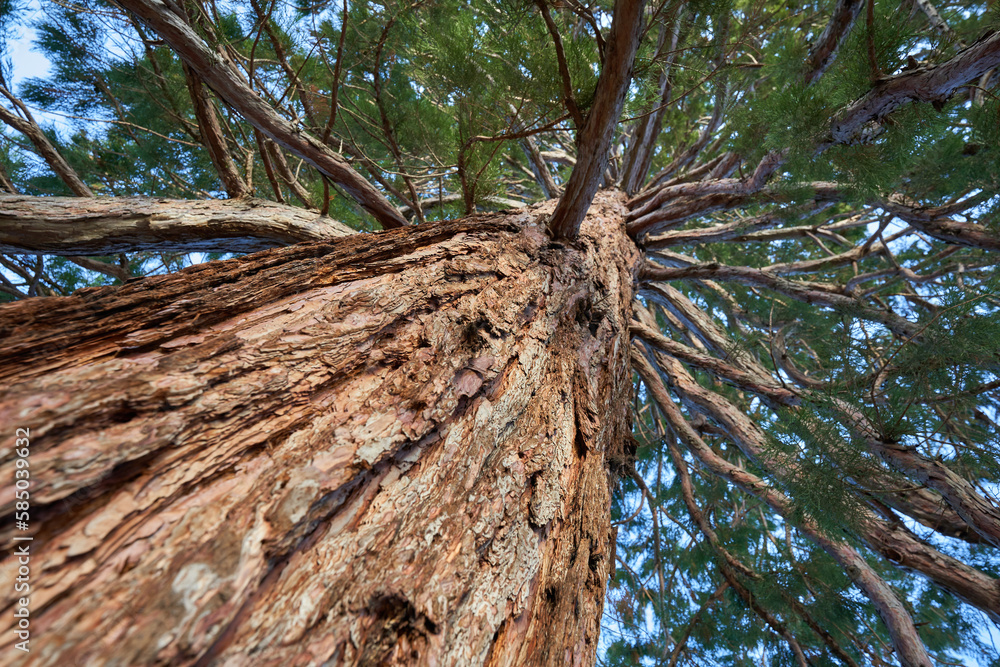 Sequoia (mammutbaum, sequoiadendron giganteum) with brown bark and ...