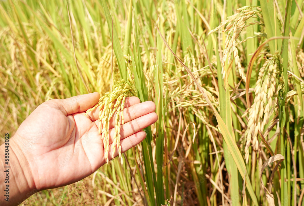 Farmer's hand tenderly touching a young rice in the paddy field ears to ...