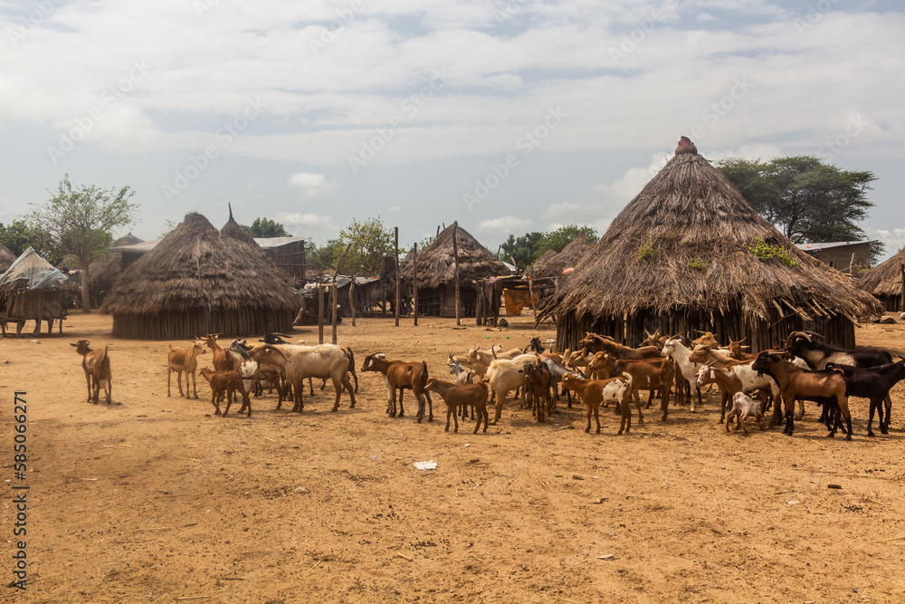 Goats in Korcho village inhabited by Karo tribe, Ethiopia Stock Photo ...