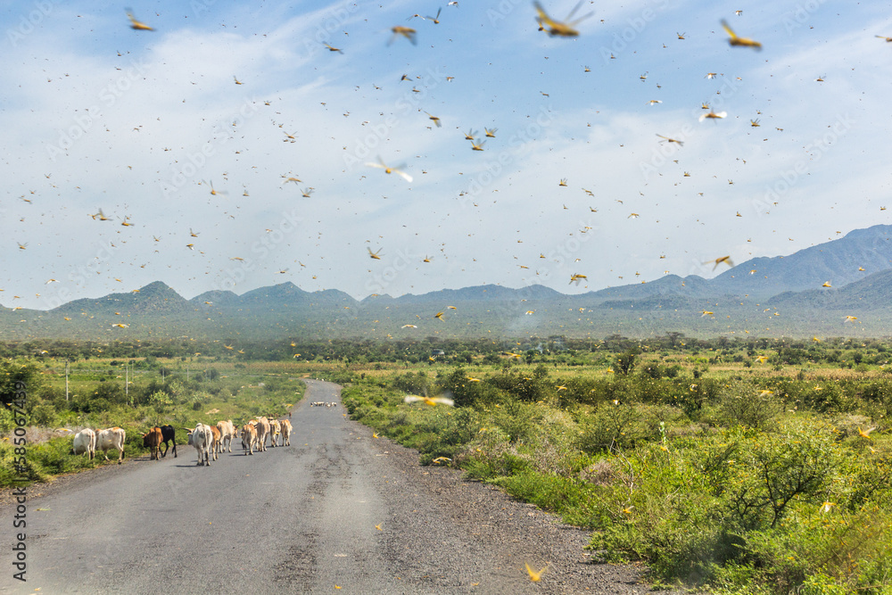 Poster Huge swarm of locusts in Omo valley, Ethiopia – Muurposter ...