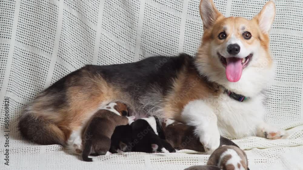 Side view of lovable dog pembroke welsh corgi feeding babies, breathing ...
