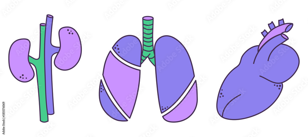 Set of human organs for donation. Illustration in png format on a ...