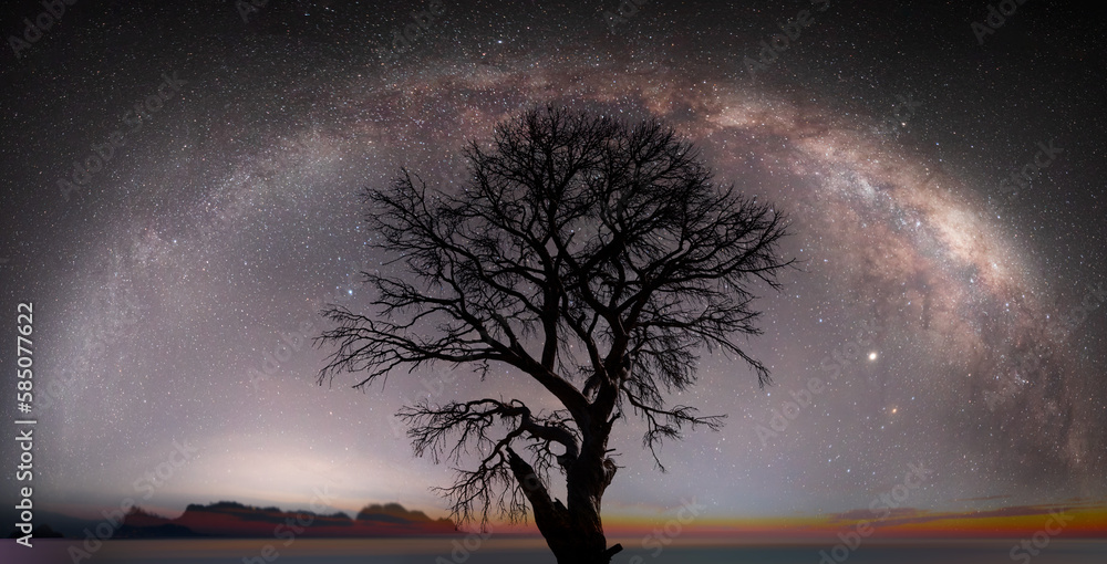 Lone dead tree with amazing Mily Way at sunset Stock Photo | Adobe Stock