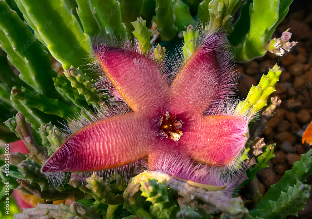 Zulu giant, carrion plant and toad plant (Stapelia gigantea), blooms ...