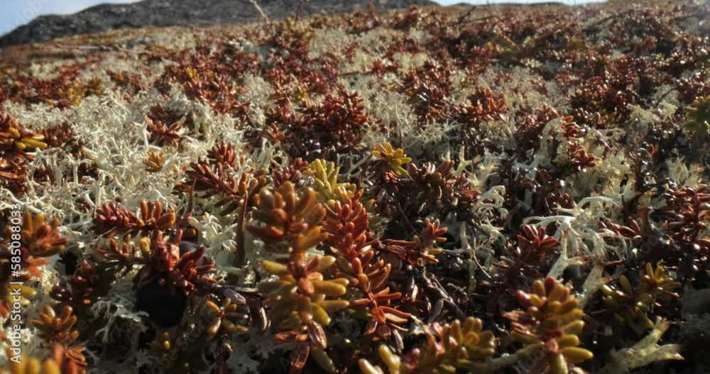 Arctic Tundra lichen moss close-up. Found primarily in areas of Arctic ...