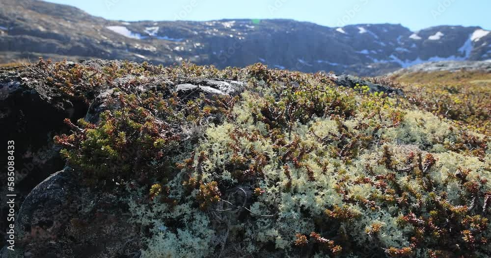 Arctic Tundra lichen moss close-up. Found primarily in areas of Arctic Tundra, alpine tundra, it ...