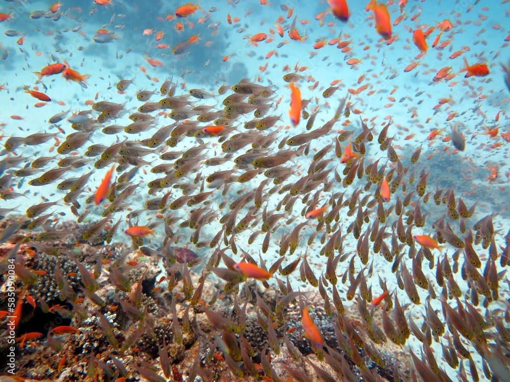 red sea fish and coral reef in blue hole dive spot in the red sea Stock ...