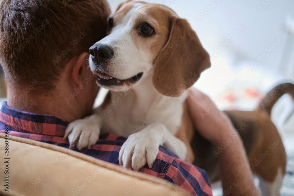 heartwarming photo the bond between a man and his beloved Beagle. Pet ...