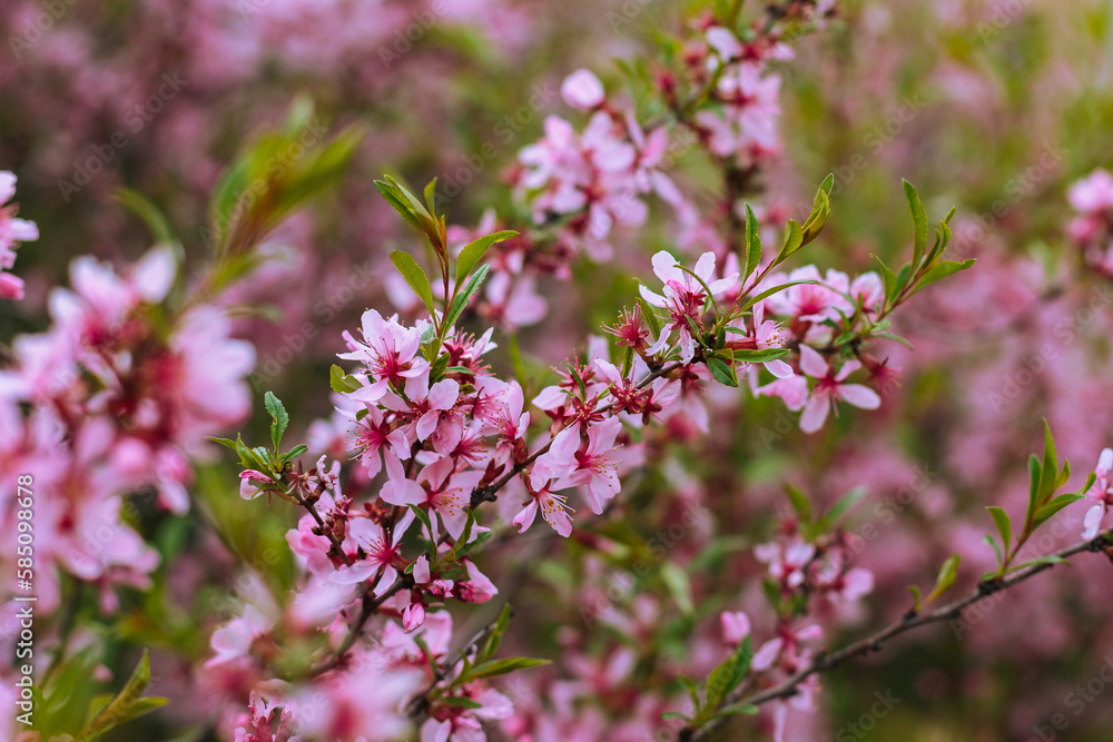 Common almond ( lat. Prunus dulcis ) is a shrub or small tree from the ...