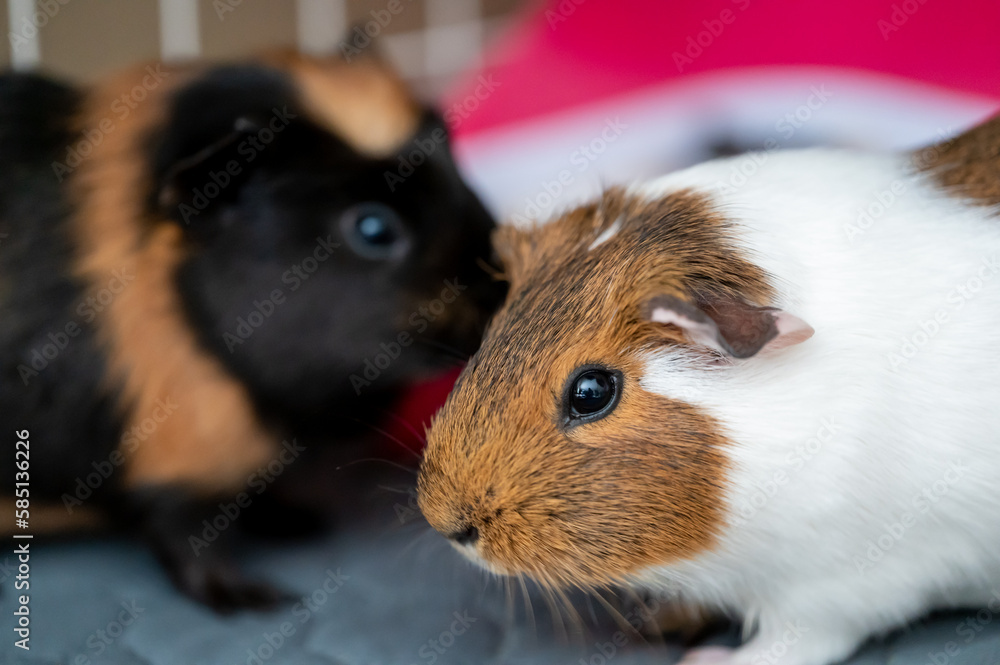 bonded pair of Guinea pigs standing next to each other Stock Photo ...
