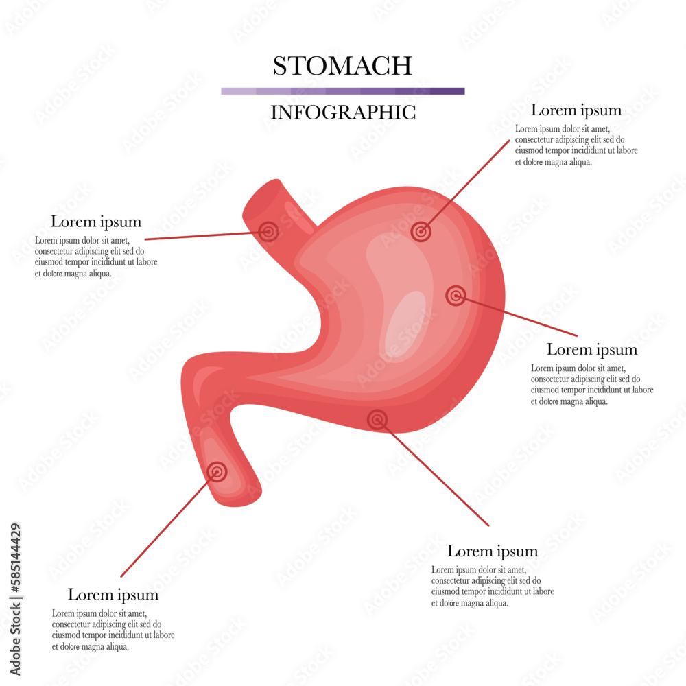 stomach infographic Guideline Components of Medical Learning Visceral ...