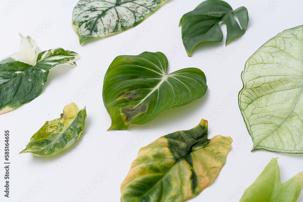 Leaf cutting from various plant arrange neatly with isolated white ...