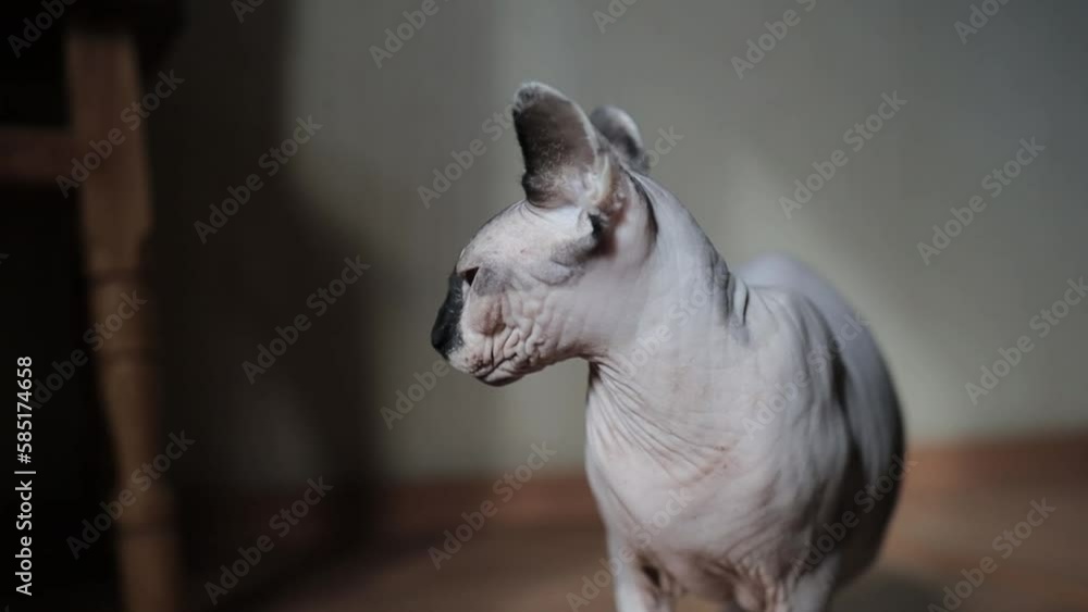 Cute Canadian Sphynx cat at home. A wonderful pet. Charming cat ...