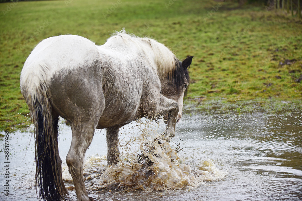 Shetland pony and cob horse splashing in muddy puddle in field Stock ...