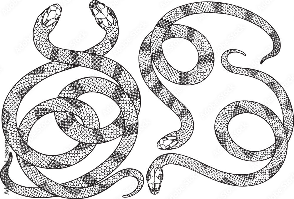 Stylized contour snakes. Line art, sketch style, tattoo, design ...