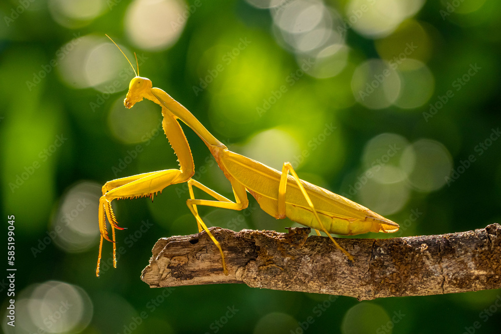 Hierodula membranacea is a large praying mantis, sharing its common ...
