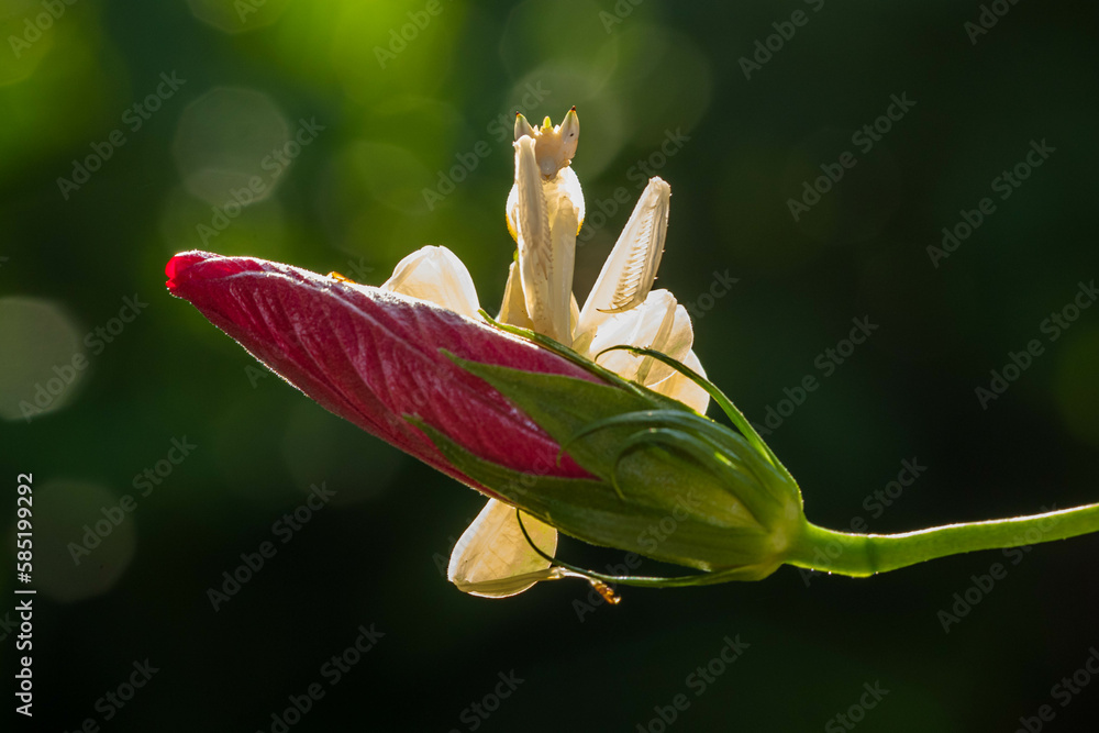 Hymenopus coronatus is a mantis from the tropical forests of Southeast ...