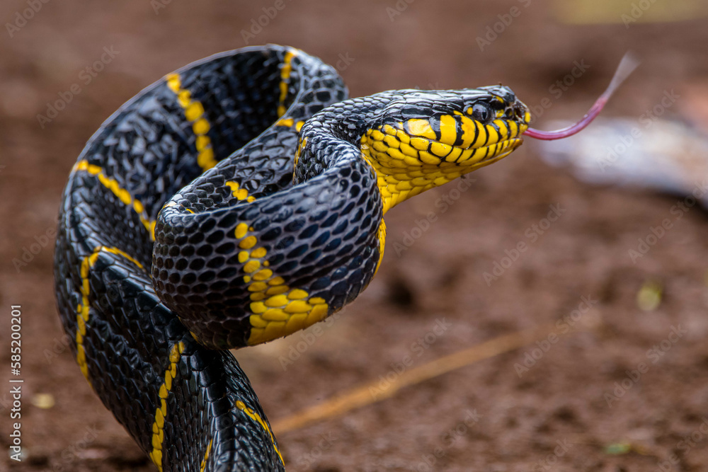 Foto de Boiga dendrophila, commonly called the mangrove snake or the ...