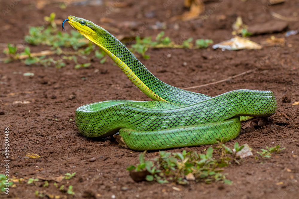 Gonyosoma oxycephalum, known commonly as the arboreal ratsnake, the red ...