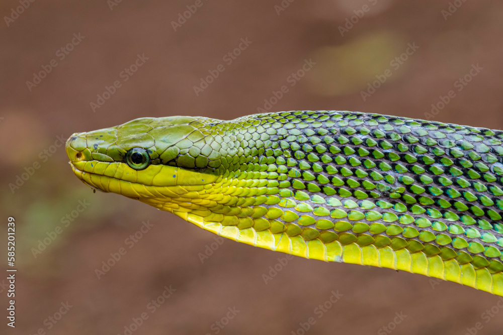 Gonyosoma oxycephalum, known commonly as the arboreal ratsnake, the red ...