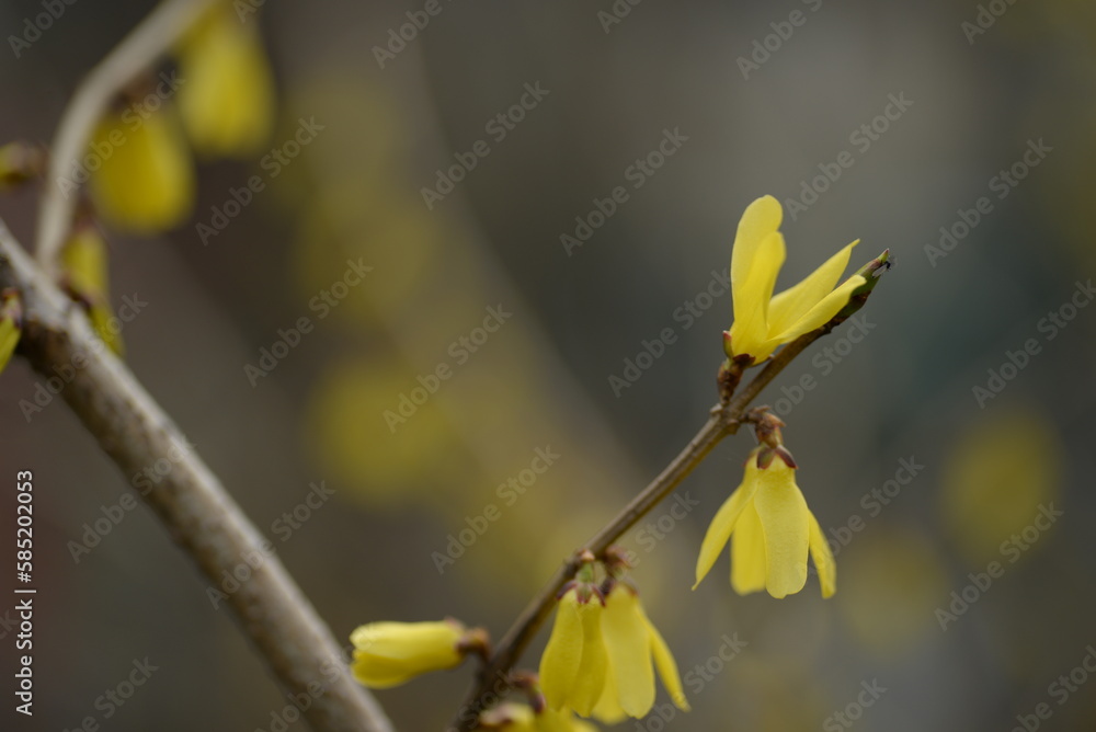 bright yellow background, bright yellow floral background, spring ...