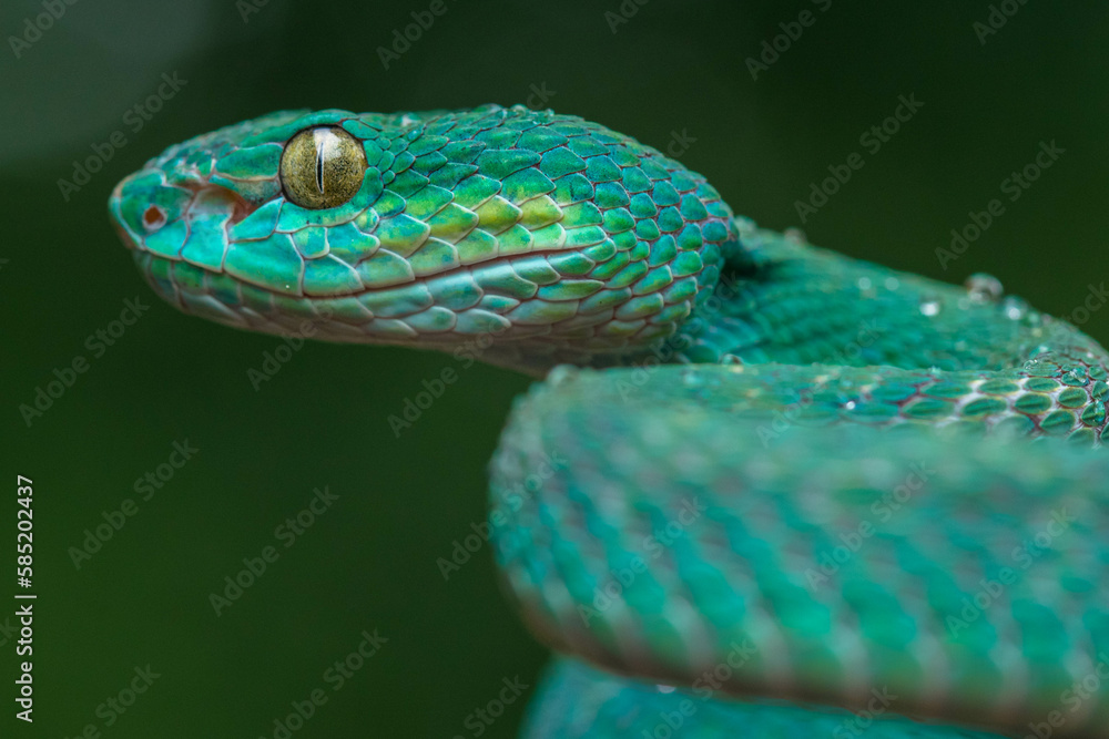 Trimeresurus insularis or Indonesian pit viper, Lesser Sunda Islands ...