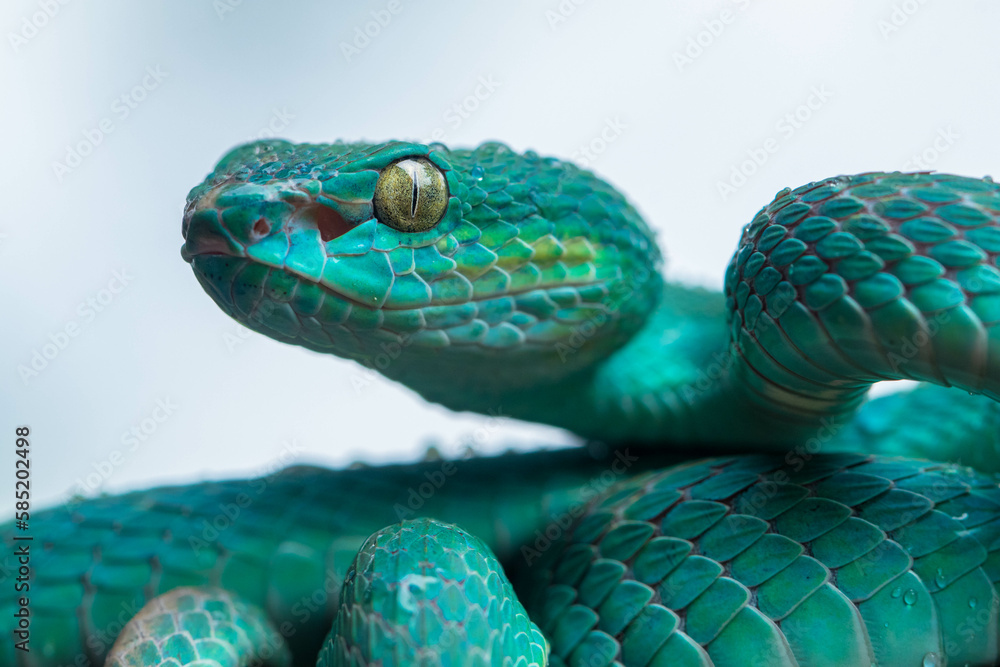 Trimeresurus insularis or Indonesian pit viper, Lesser Sunda Islands ...