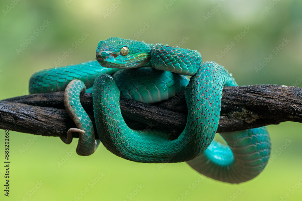 Trimeresurus insularis or Indonesian pit viper, Lesser Sunda Islands ...