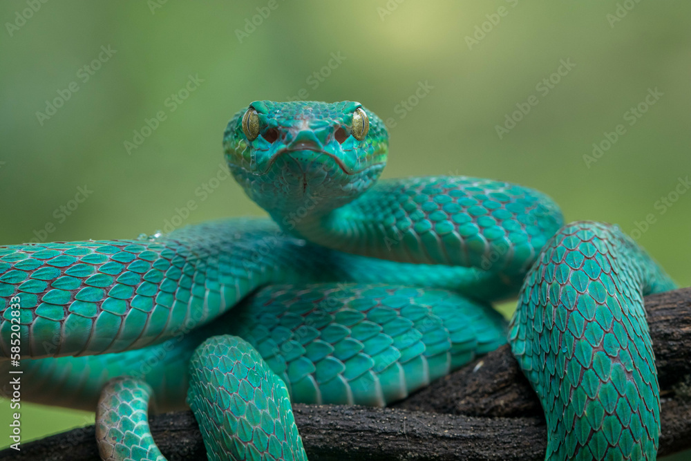 Trimeresurus insularis or Indonesian pit viper, Lesser Sunda Islands ...