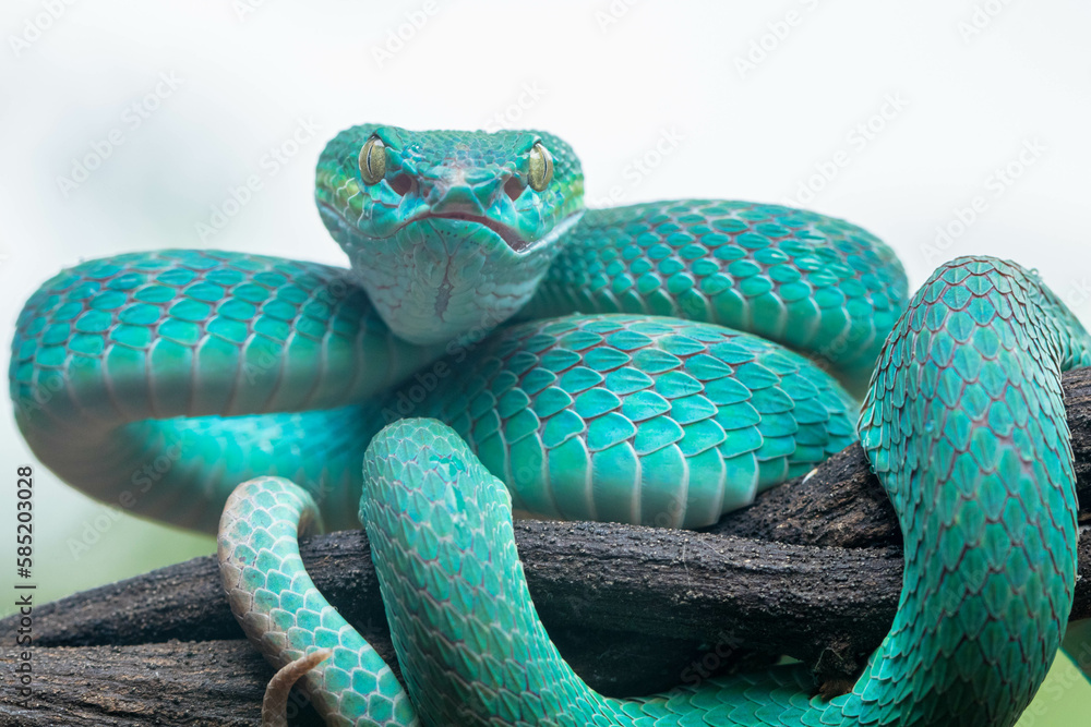 Trimeresurus insularis or Indonesian pit viper, Lesser Sunda Islands ...