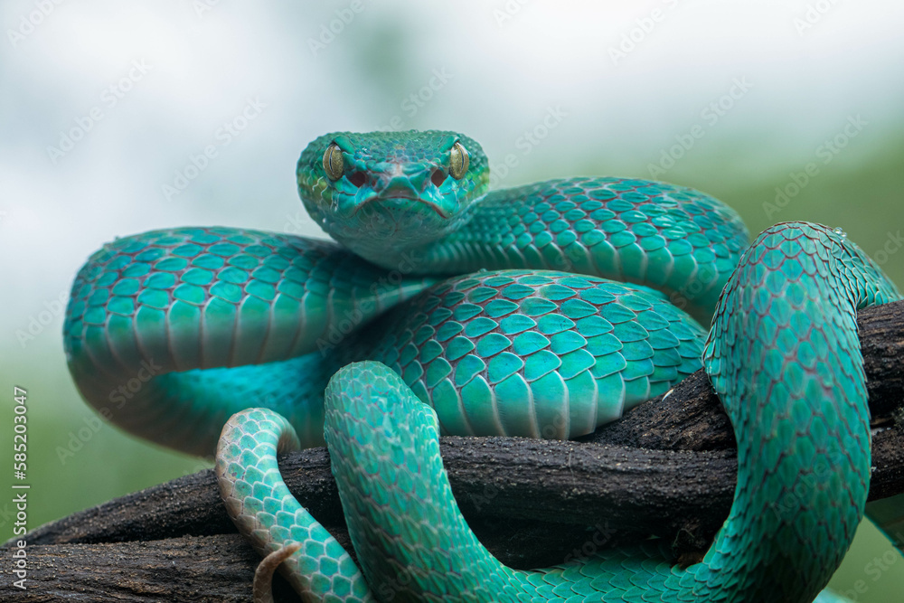 Trimeresurus insularis or Indonesian pit viper, Lesser Sunda Islands ...