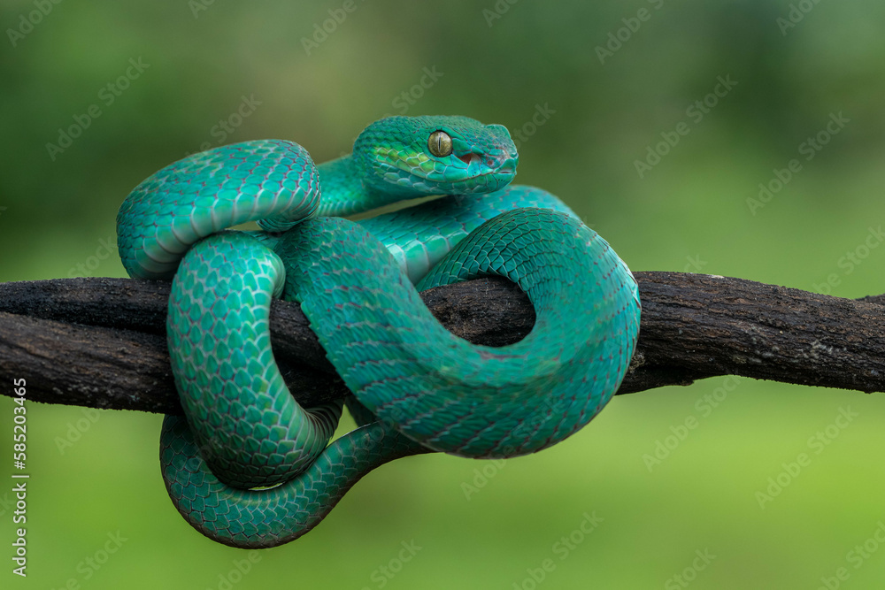 Trimeresurus insularis or Indonesian pit viper, Lesser Sunda Islands ...