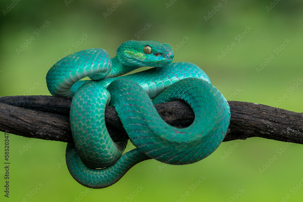 Trimeresurus insularis or Indonesian pit viper, Lesser Sunda Islands ...