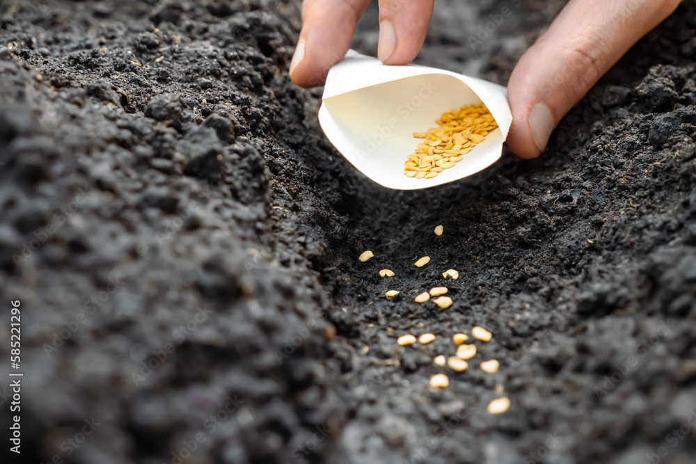 Farmer hand soil sowing seed packet. Sowing season planting seed bags ...