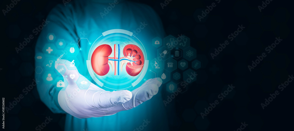 Nephrology, medical care for kidney problems. Kidneys, kidney pain ...