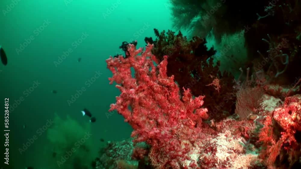 Video Stock Maldives underwater view of fish and corals is true ...