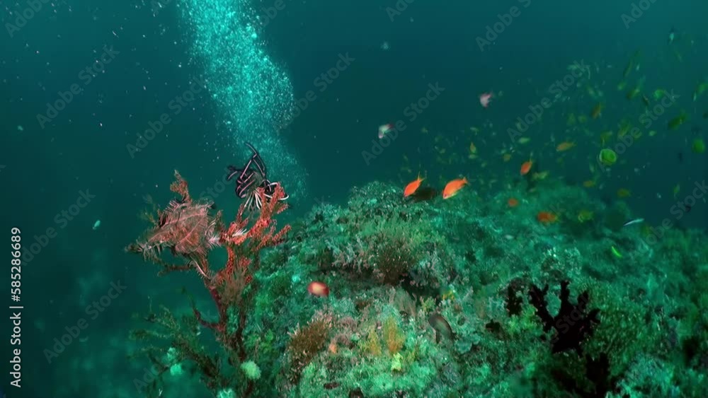 Maldives rich underwater ecosystem is reminder of importance and marine ...