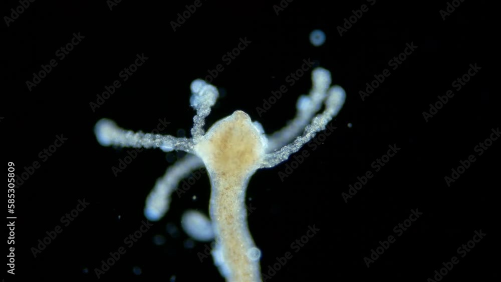 Freshwater Hydra, Hydrozoa and Infusoria Kerona polyporum, family ...