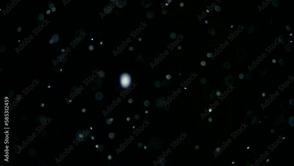 Movement of plankton in water under a microscope. Ciliates move quickly ...