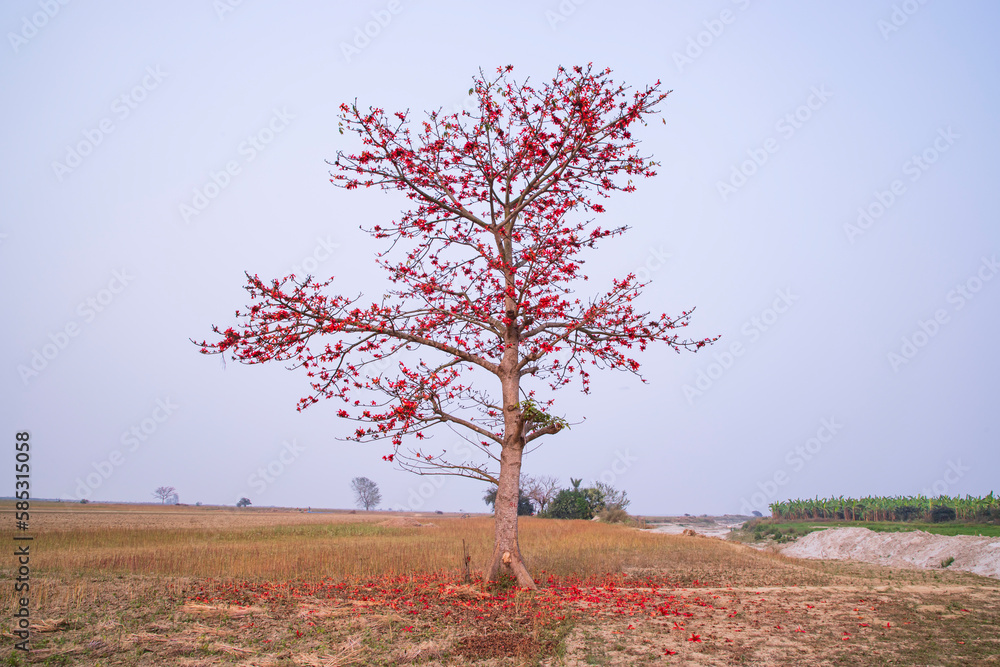 Bombax ceiba tree with red blossom flowers in the field under the blue ...