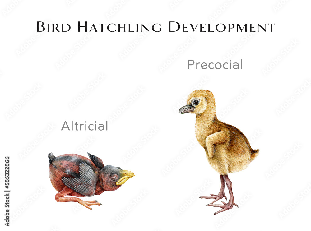 Bird hatchling development study table. Watercolor hand drawn ...