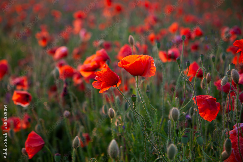 Field of poppies selective focus. Nature summer wild flowers. Vivid red ...