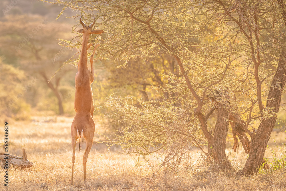 Gerenuk, Litocranius walleri also giraffe gazelle,long-necked antelope ...