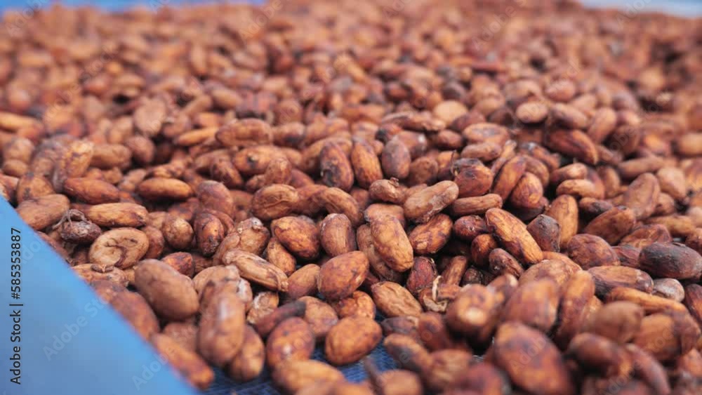 Cocoa beans drying process by sun light in the seed solar dryer ...