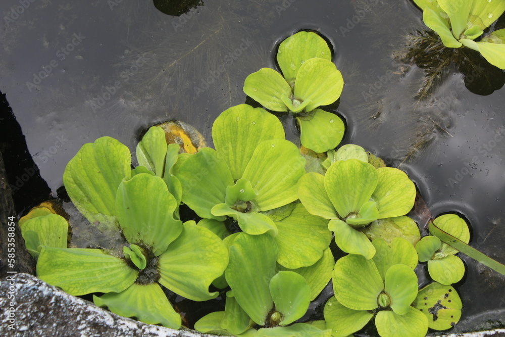 Water lettuce provides a floating rosette of attractive foliage that ...