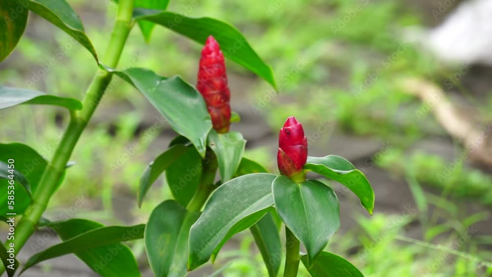 Costus woodsonii (Red Button Ginger, Costa Rica, dwarf cone ginger, Indian head ginger, Panama ...
