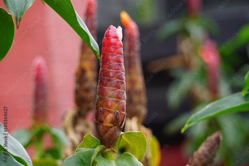 Costus woodsonii (Red Button Ginger, Costa Rica, dwarf cone ginger, Indian head ginger, Panama ...