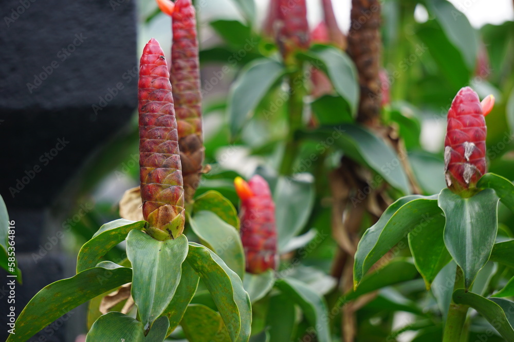 Costus woodsonii (Red Button Ginger, Costa Rica, dwarf cone ginger ...