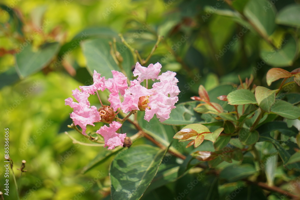 Lagerstroemia indica (Also known crape myrtle, crepe myrtle, queen ...