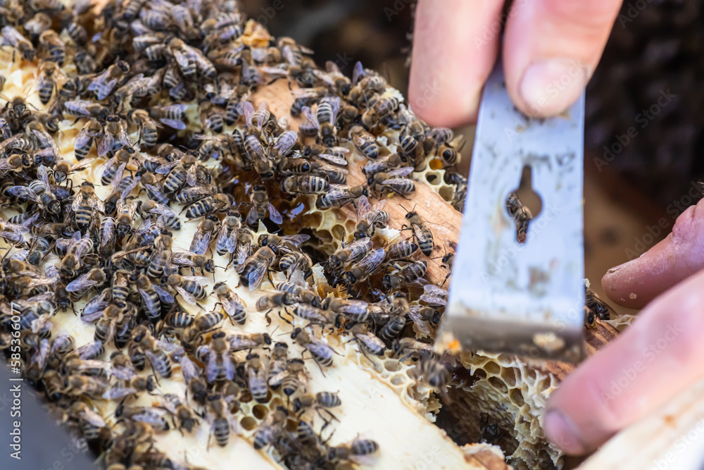 Stainless Steel Bee Hive Tool Chisel with Wooden Handle for Beekeeper ...